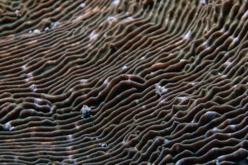 The evolution of bio-inspired AI: developments and future direction ...