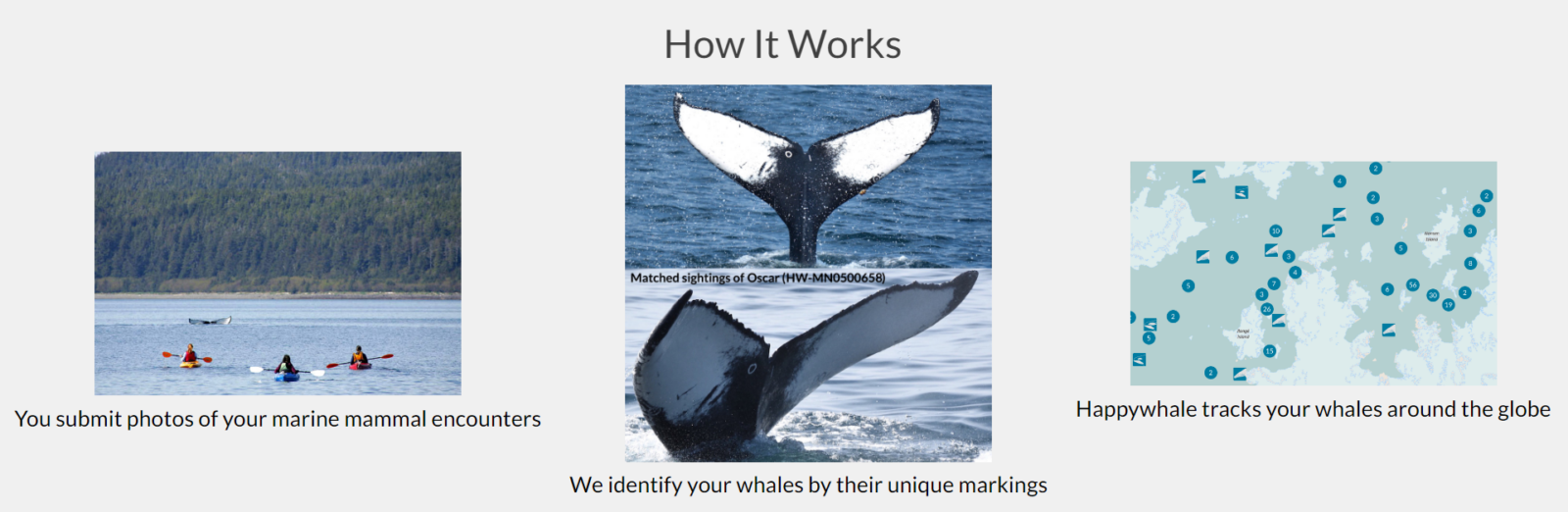 AI assists conservationists by identifying whales from photos | DailyAI