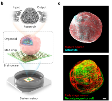 Researchers perform AI speech recognition with human brain cells | DailyAI